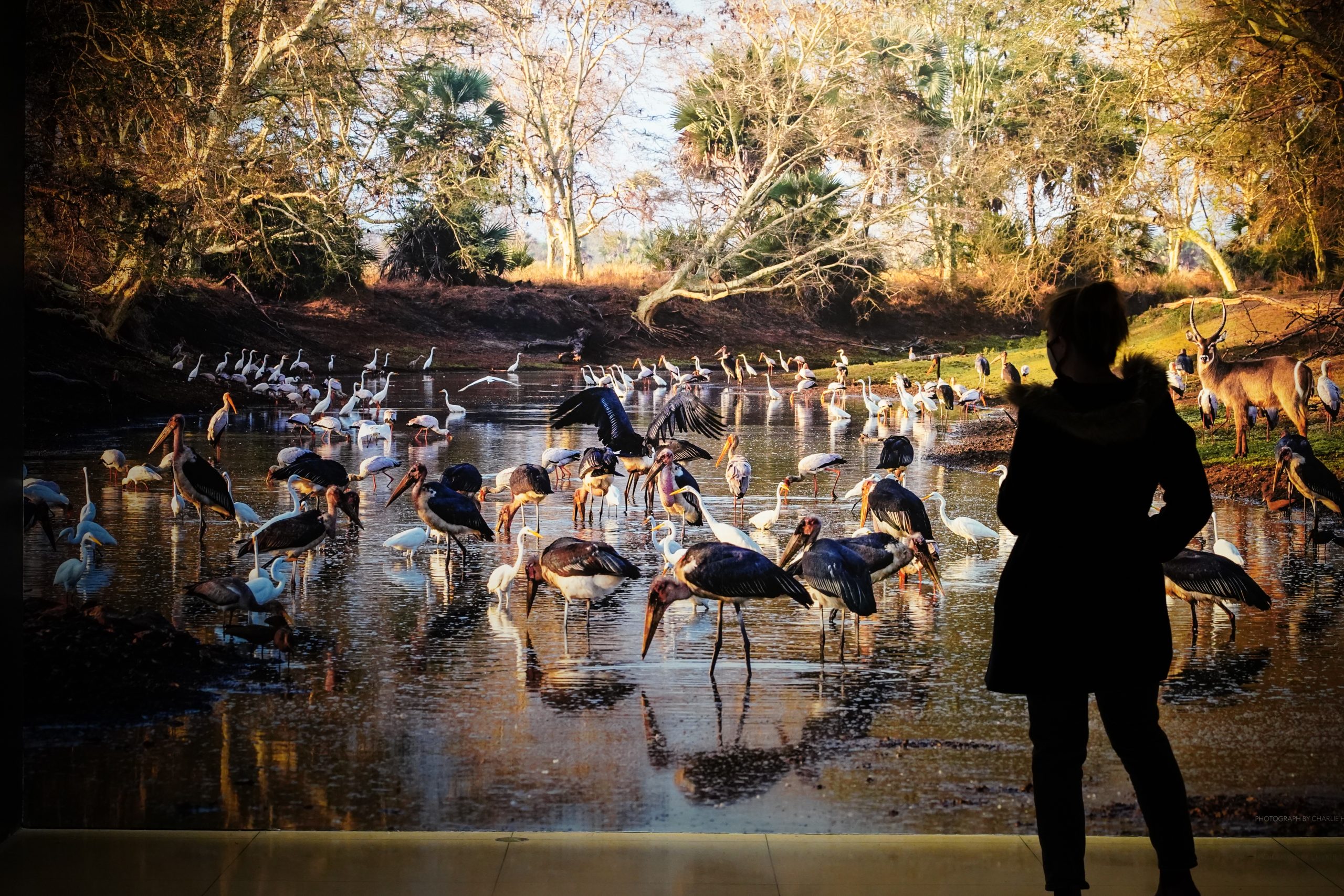Photo Gallery: National Geographic Museum Returns in February ...