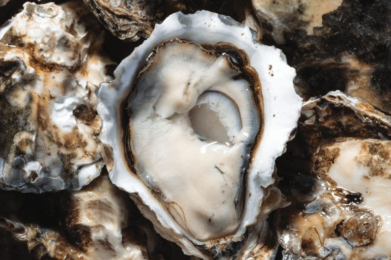 Shucking Awesome | District Fray - Making Fun Possible