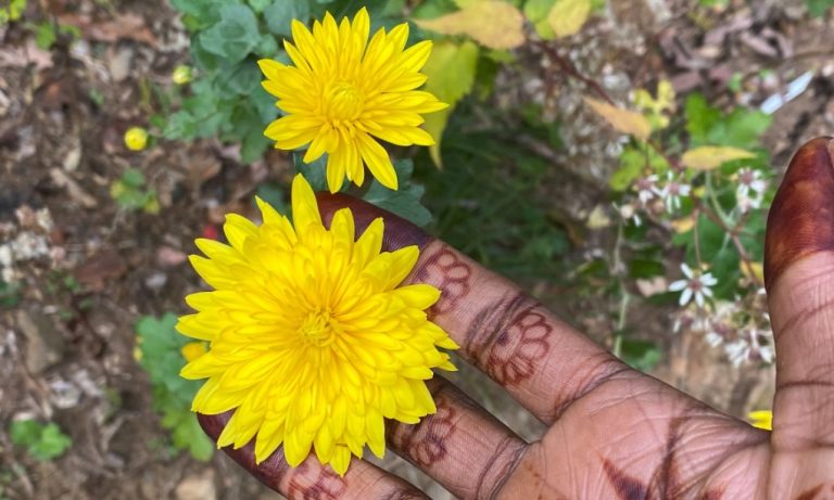 MoN Temple's Grand Opening Party | District Fray - Making Fun Possible